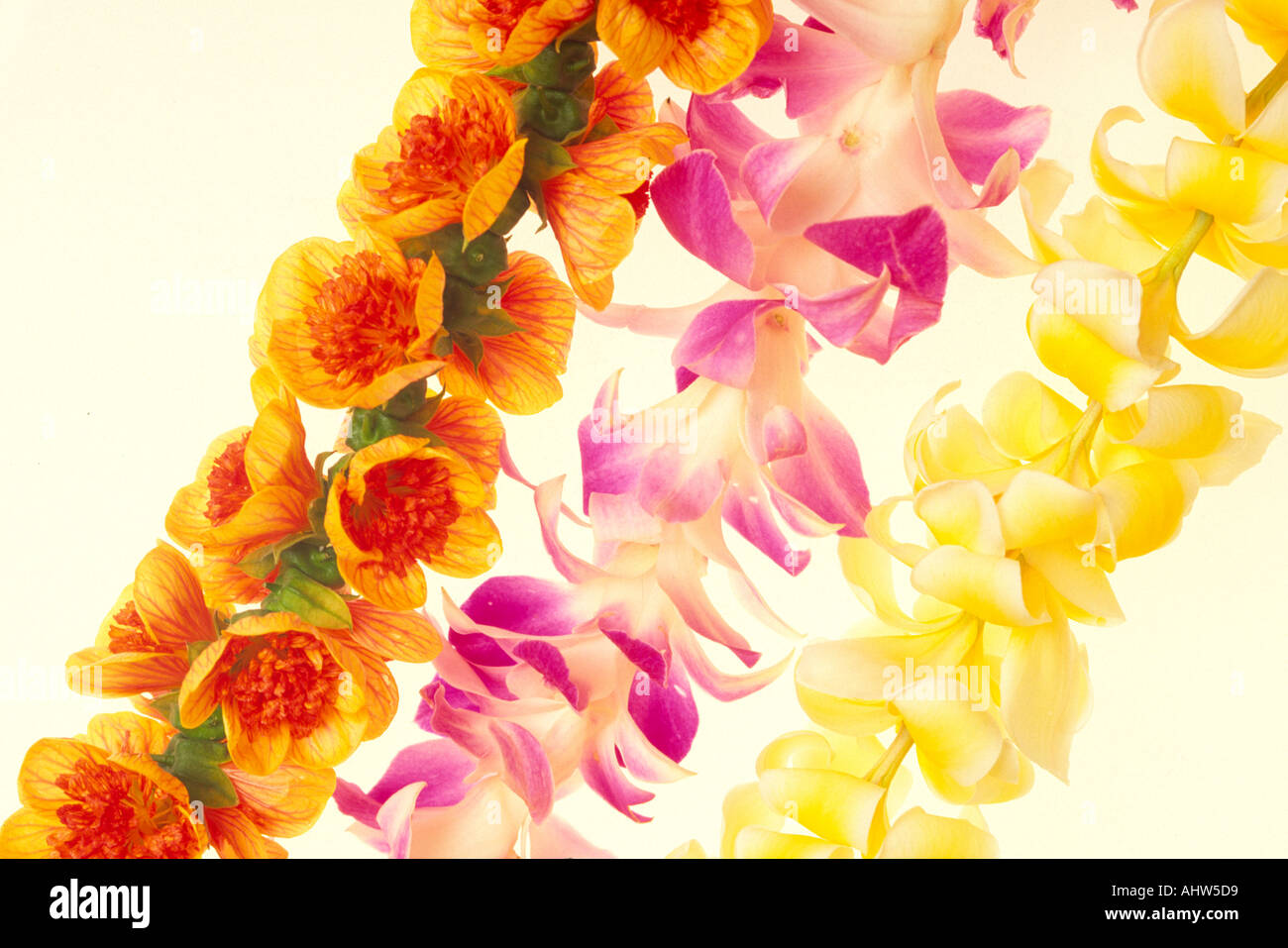 Ilima lei hawaii hi-res stock photography and images - Alamy