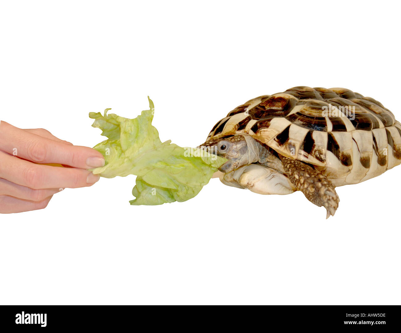 Turtle Eating Lettuce