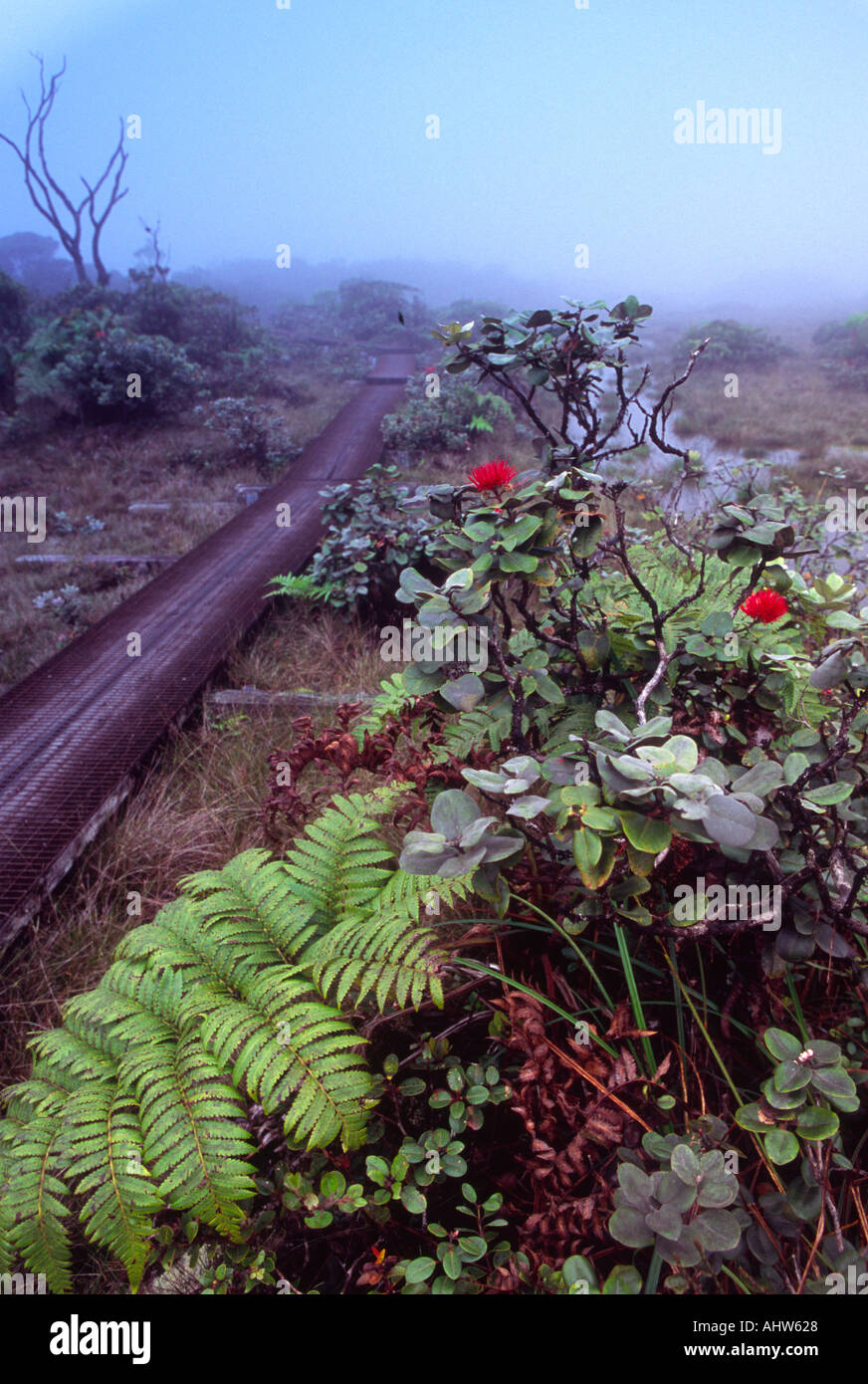 Alakai swamp trail hi-res stock photography and images - Alamy