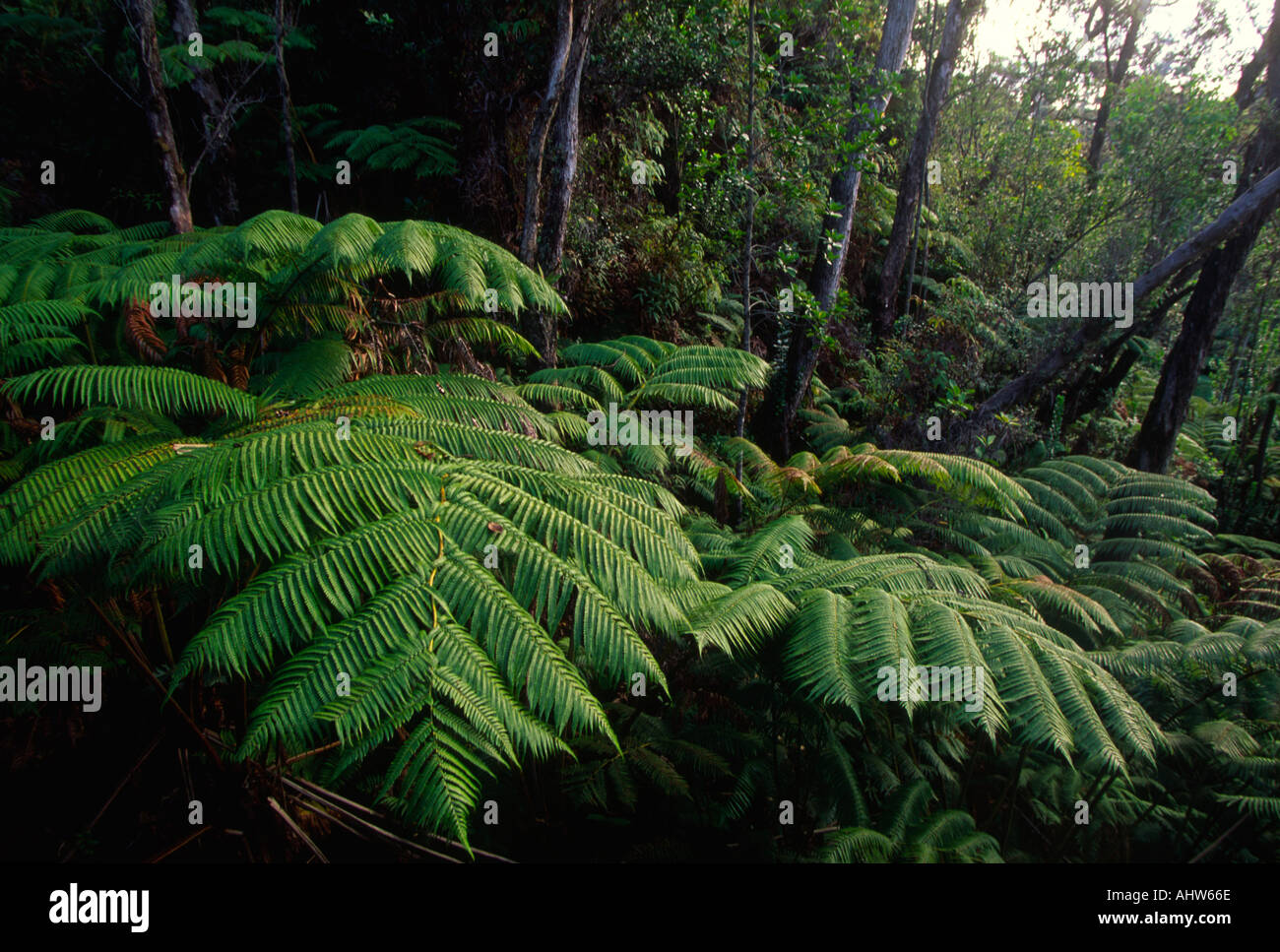 Ama u fern Kilauea Iki Island of Hawaii Stock Photo - Alamy