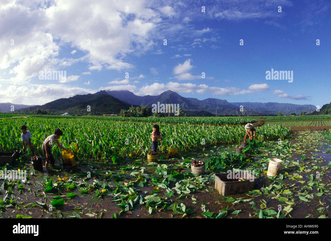 Taro Farm Hanalei Kauai Hawaii editorial use only no model release ...