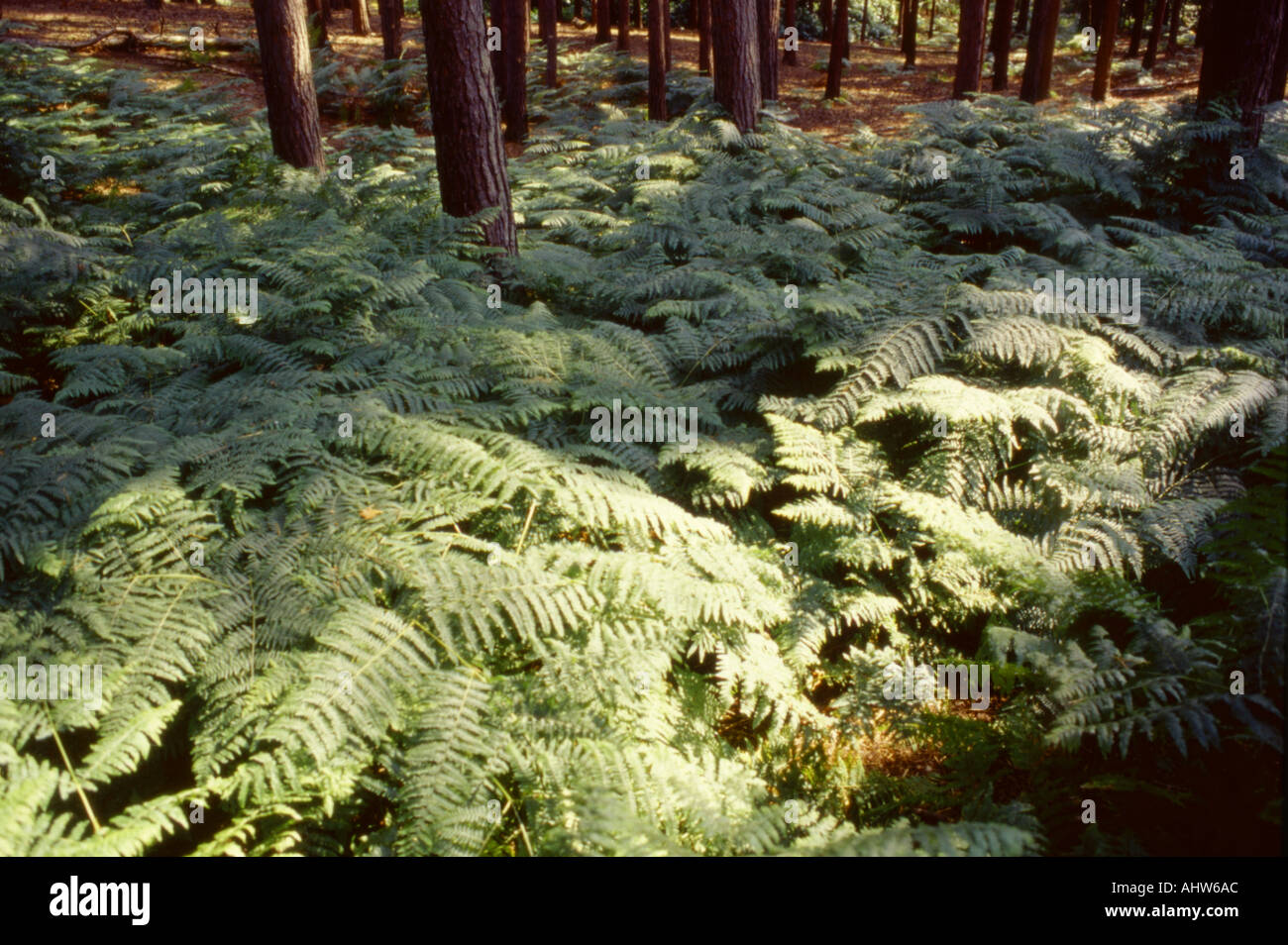 Shaded forest areas hi-res stock photography and images - Alamy