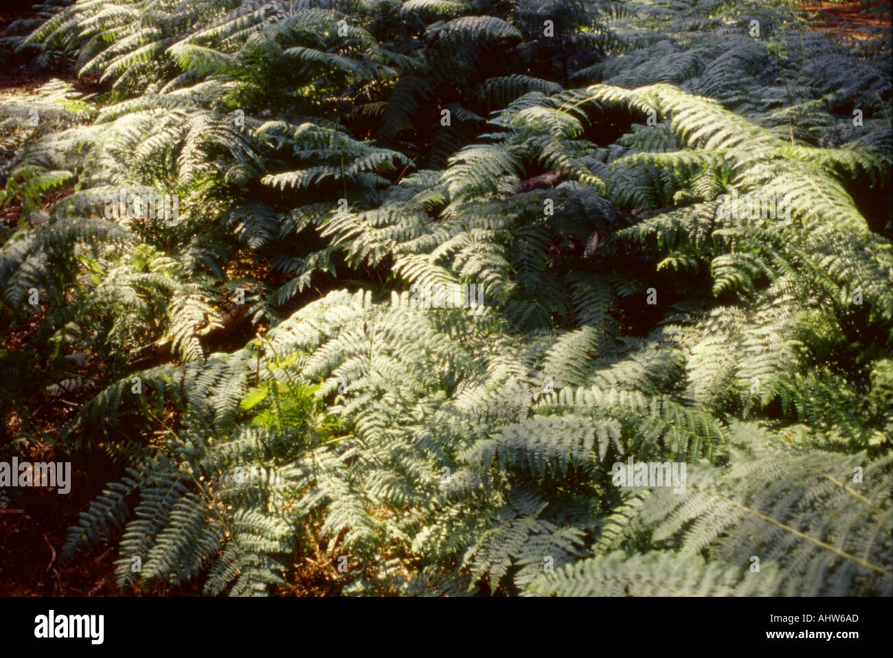 Ferns and other greenery in the forest Stock Photo - Alamy