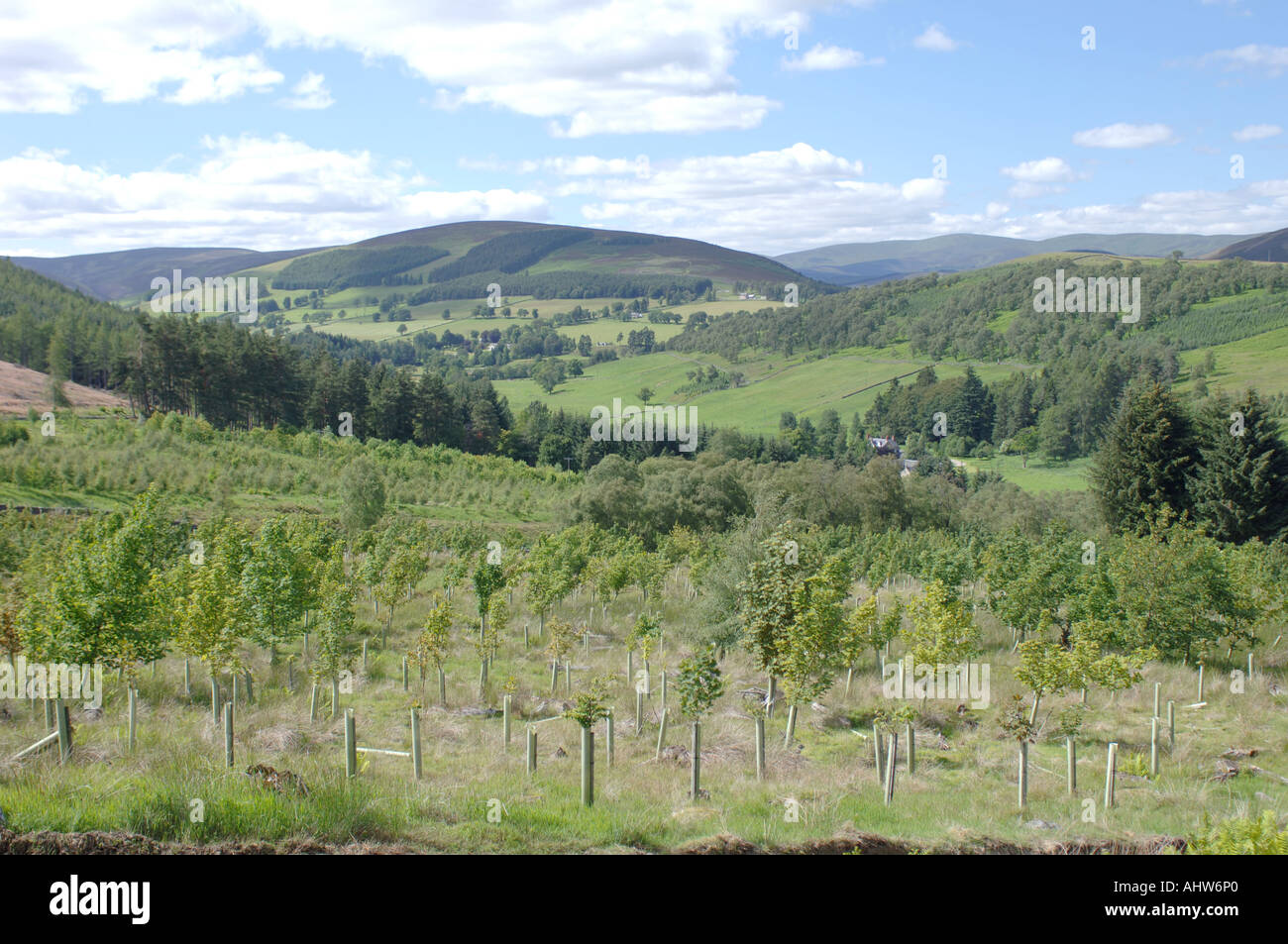 Glen prosen deer hi-res stock photography and images - Alamy