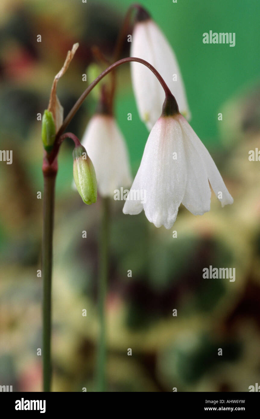 Acis pulchella hi-res stock photography and images - Alamy