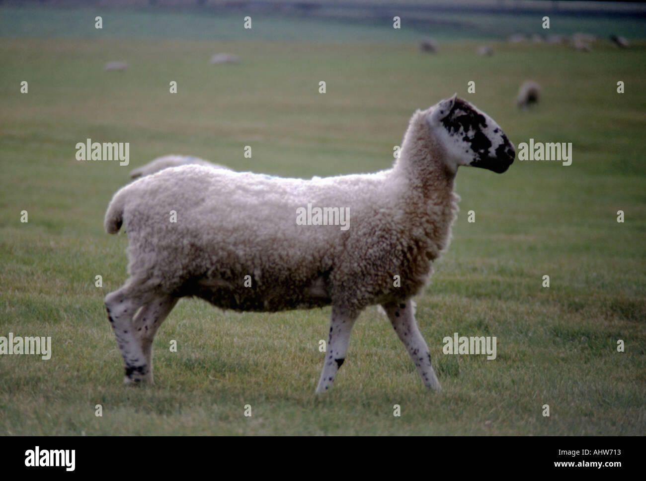 Field barn surrey hi-res stock photography and images - Alamy
