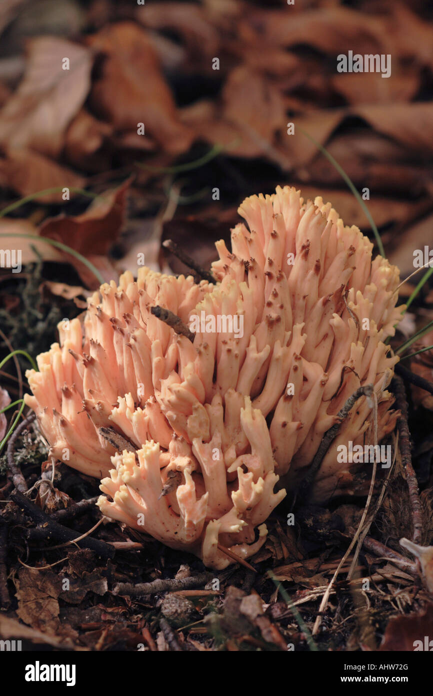 Golden Clavaria, Ramaria (Clavaria) aurea. Fruiting body on forest ...
