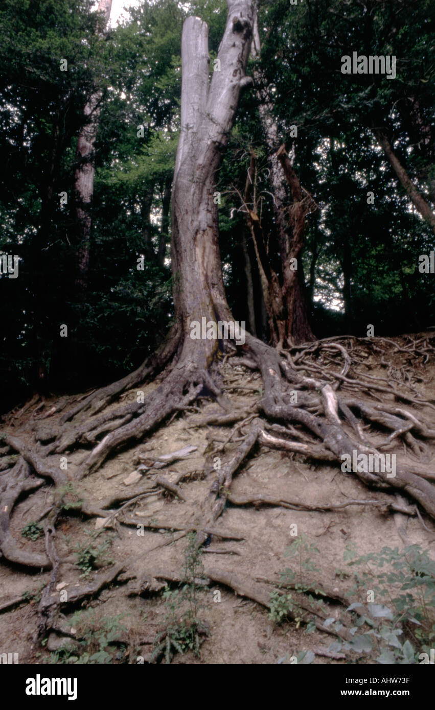 Exposed tree roots Stock Photo - Alamy
