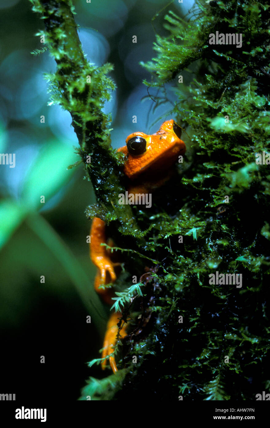 Golden toad hi-res stock photography and images - Alamy