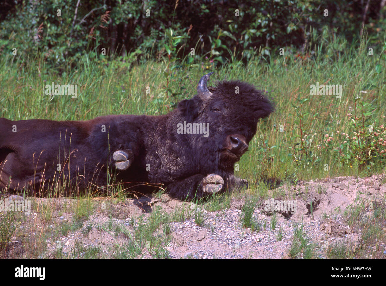 Buffalo (Bison bison) lying on Ground along Alaska Highway, Northern BC ...
