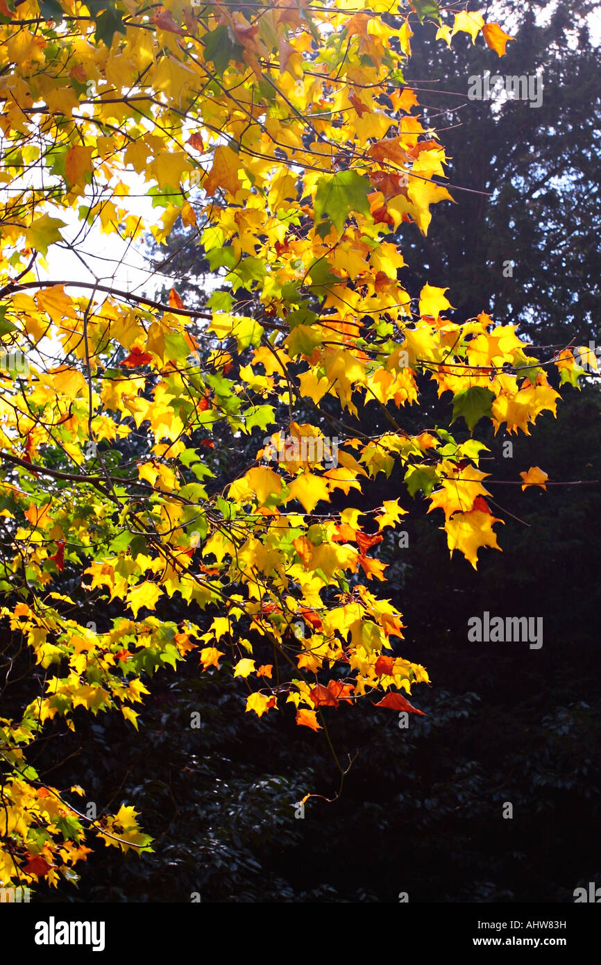 Backlit Sycamore tree (Acer pseudoplatanus) foliage in autumn in Sussex ...