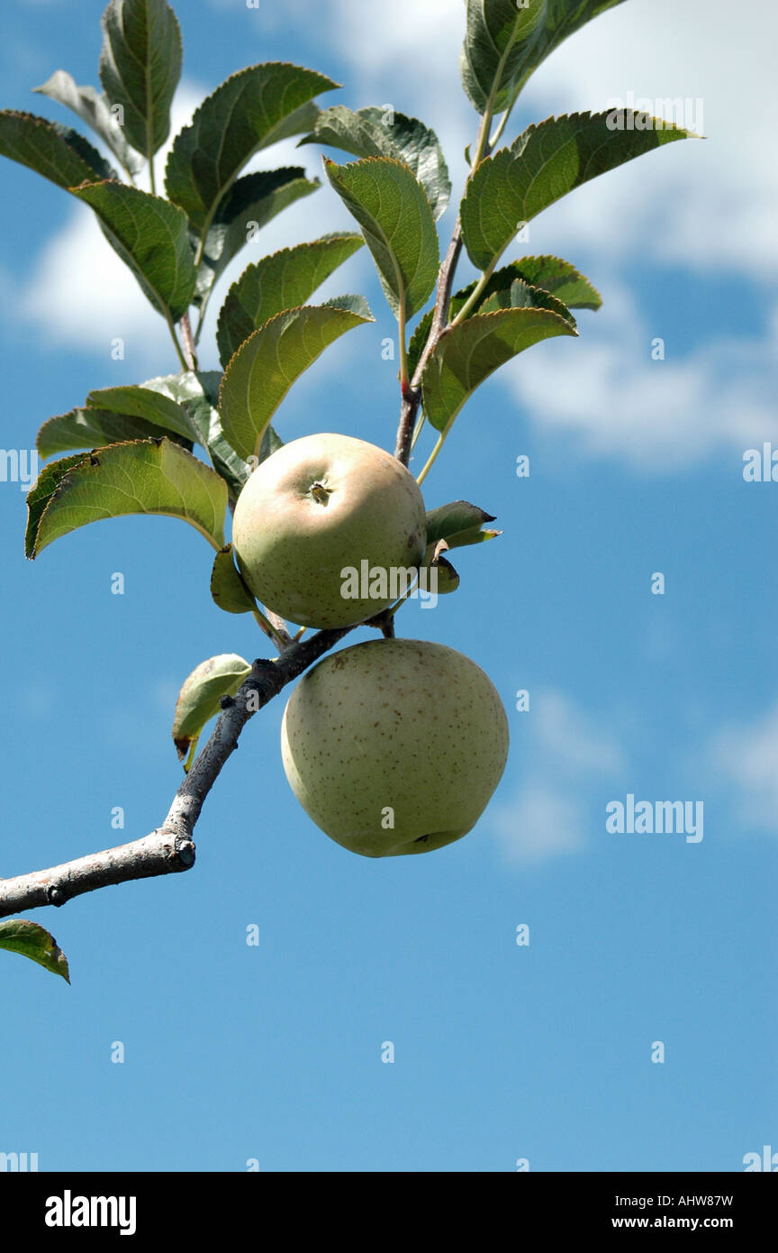 Golden delicious apples on a tree branch set against the sky Stock ...