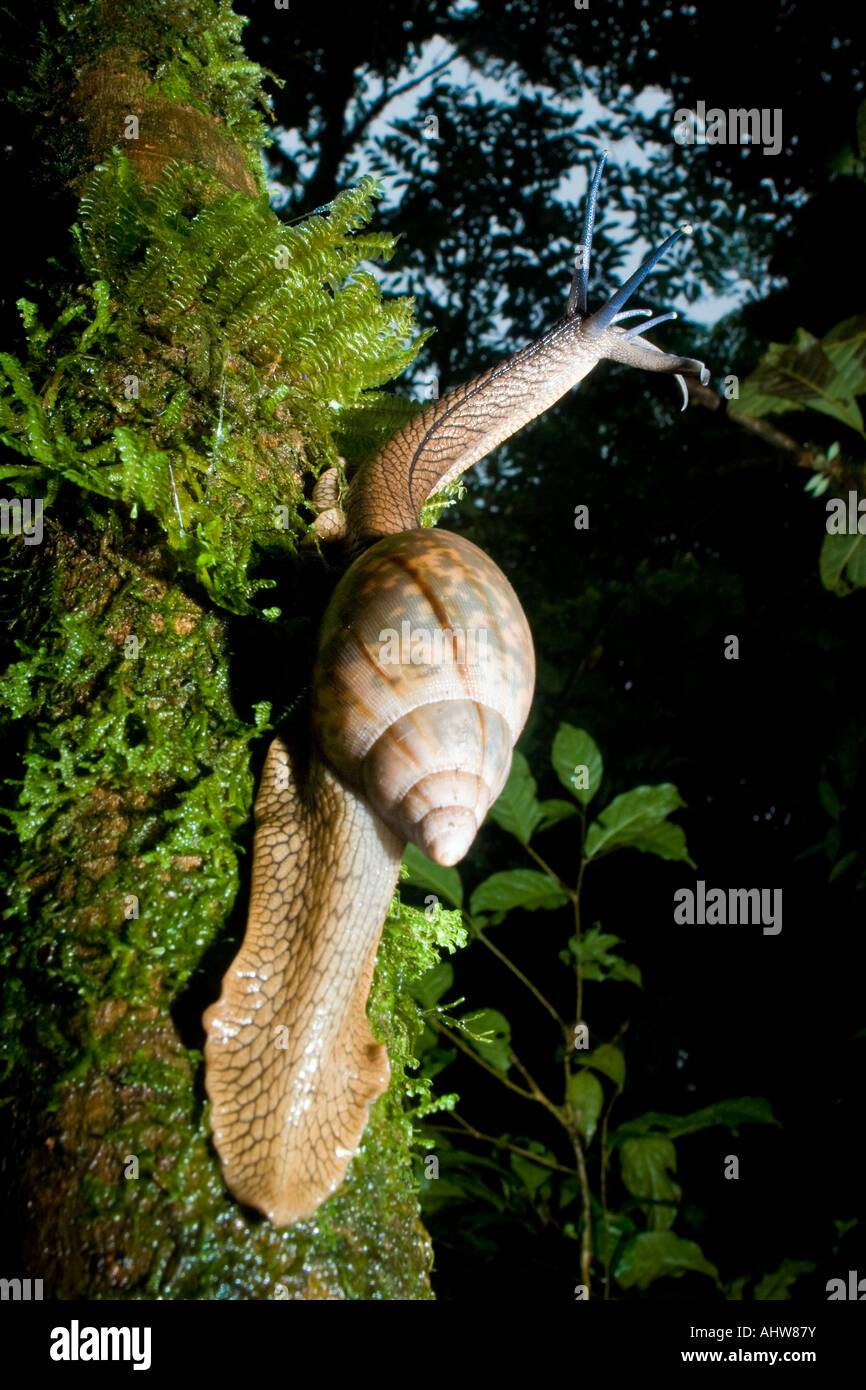 A large snail climbing a tree in the cloud forests of Monteverde Costa ...