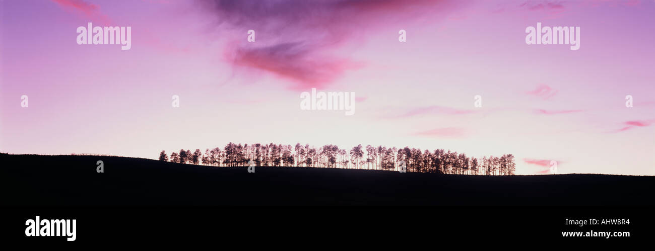 These are aspen trees at sunset There is a light pink glow from the ...