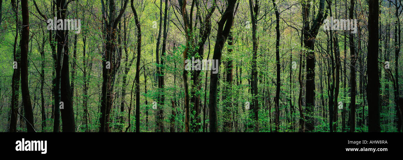 This shows spring foliage in a deciduous forest It is located in the ...