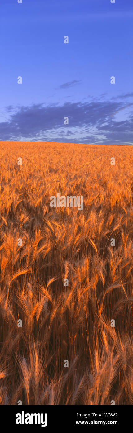 This is a golden field of wheat Stock Photo - Alamy