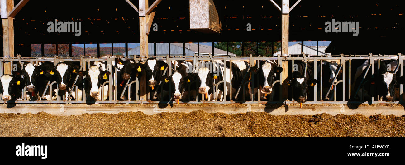 These are a large row of cows eating breakfast at a dairy farm They are ...