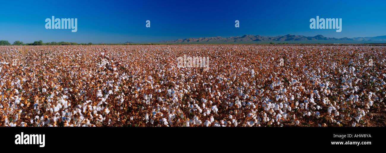 Rows of cotton hi-res stock photography and images - Alamy
