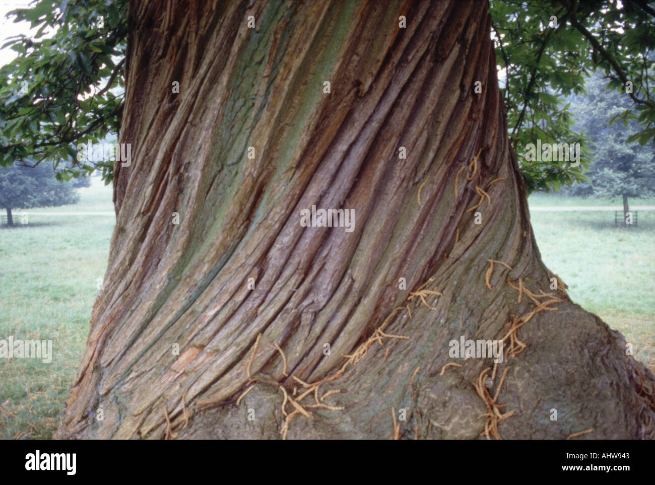 Large twisted tree trunk Stock Photo - Alamy
