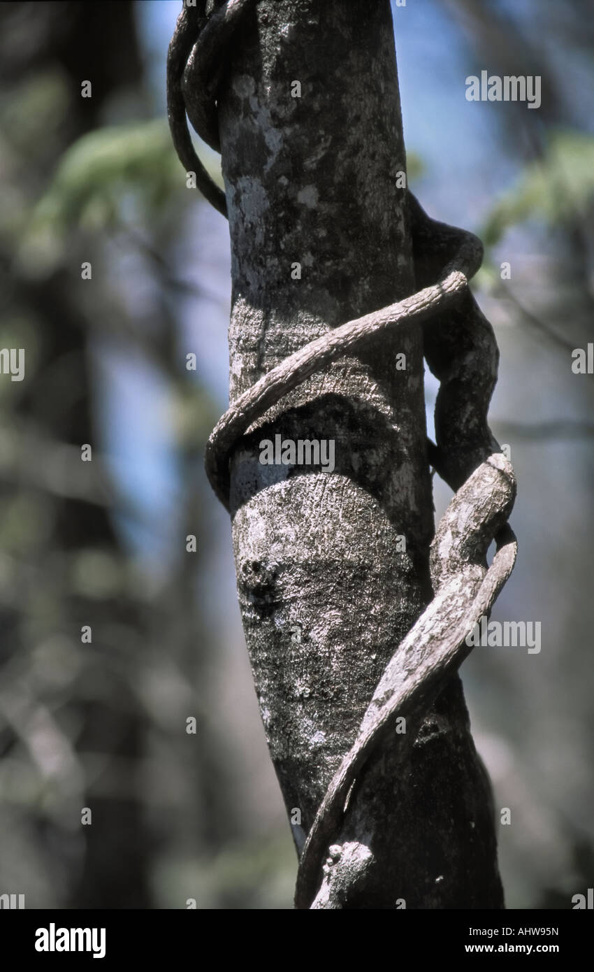 A snake-like branch twisted around a tree trunk, somewhere in ...