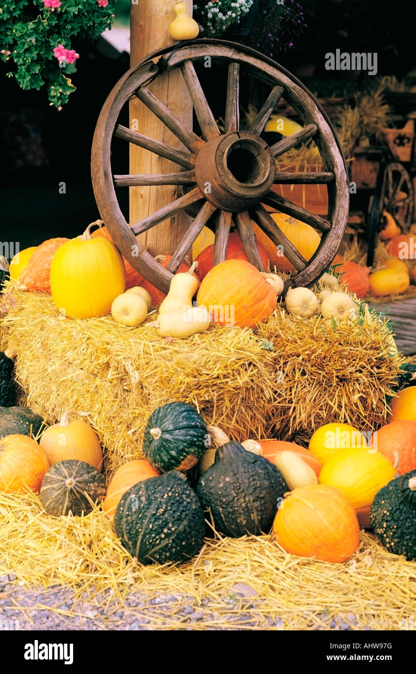Wagon wheel on a hay bale surrounded by a variety of squash Stock Photo ...