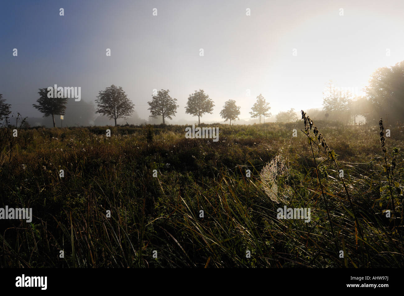 Spider web with tree row in the background with fog and coming up sun ...
