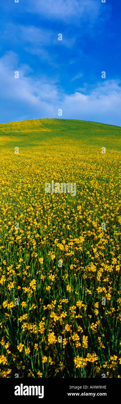 This is a spring field of mustard seed near Lake Casitas The field is ...