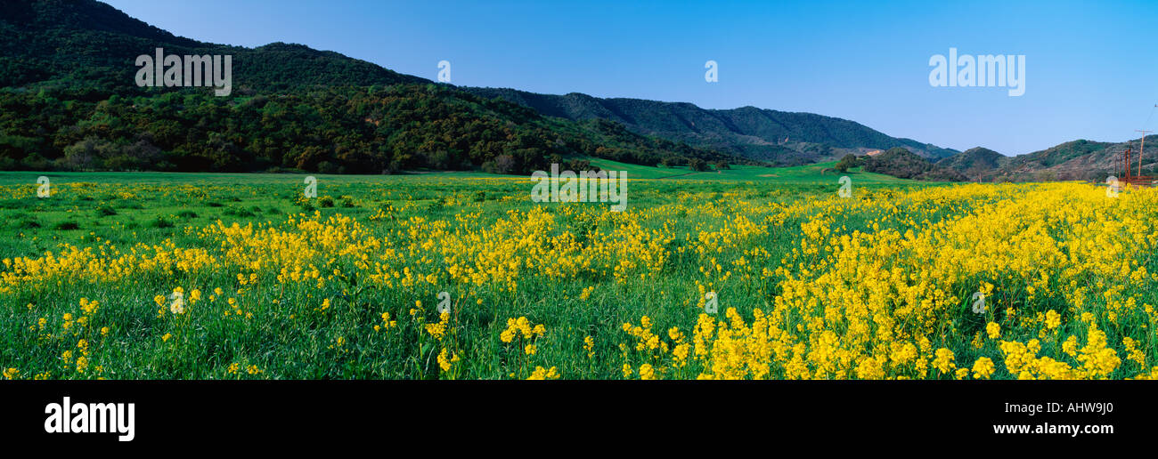 This is a spring field of mustard plants the flowers are yellow set ...