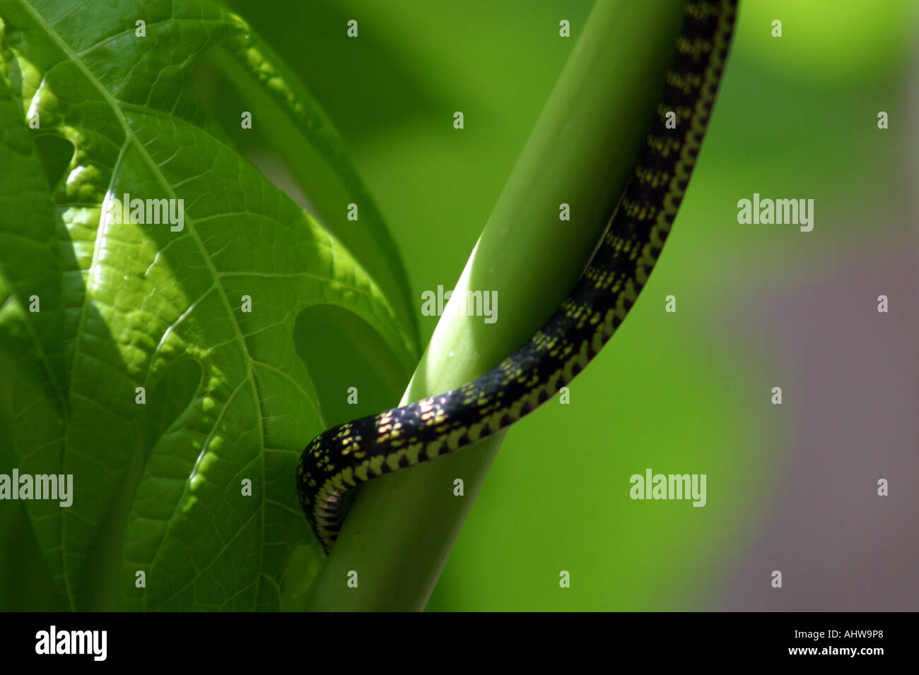 A Snake in Laos South East Asia Stock Photo - Alamy