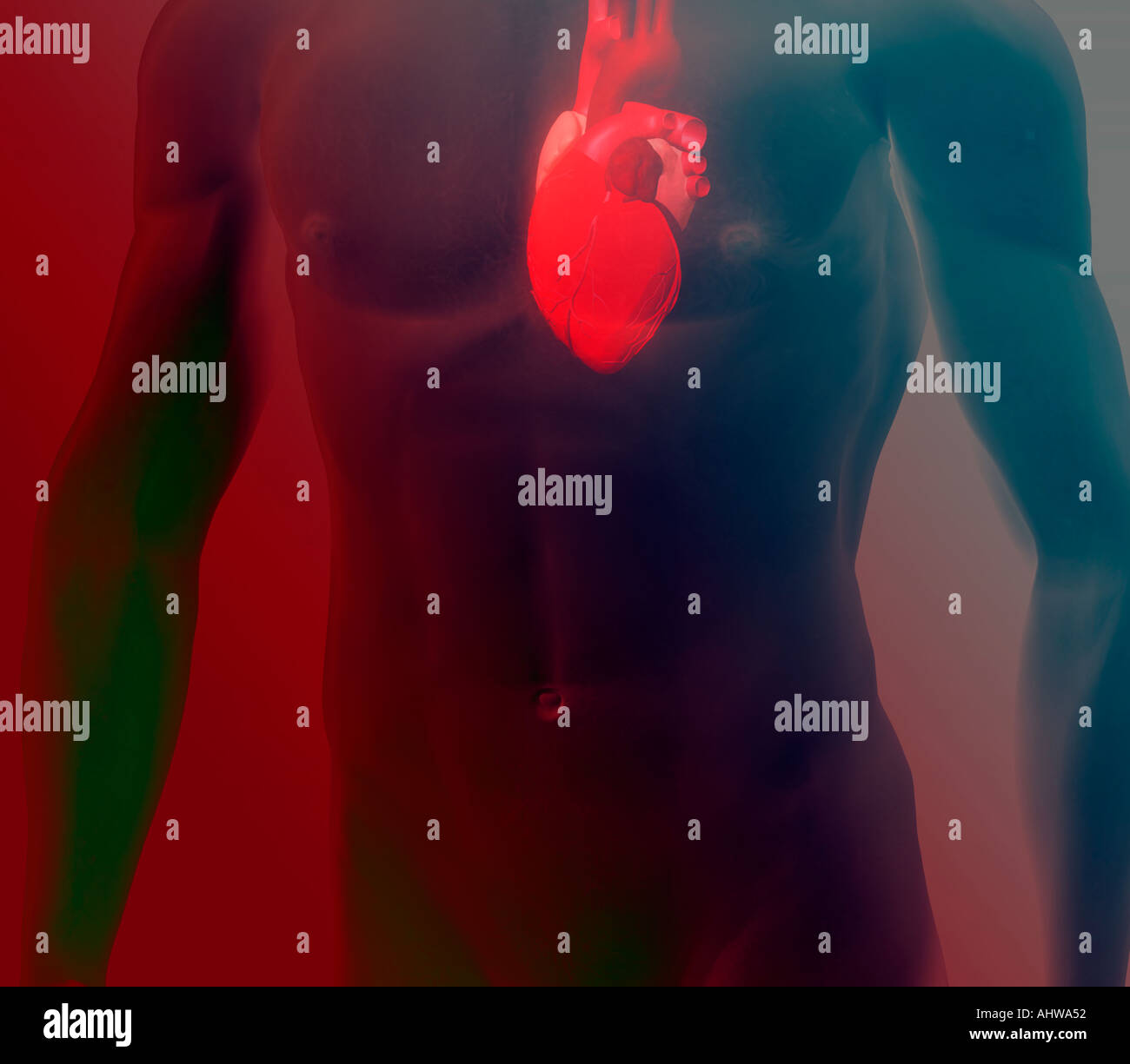 illustration of heart highlighted in man Stock Photo - Alamy