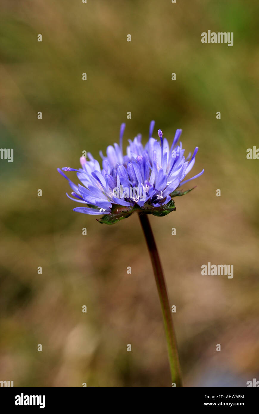 Sheep's bit Scabious Jasione montana Stock Photo - Alamy