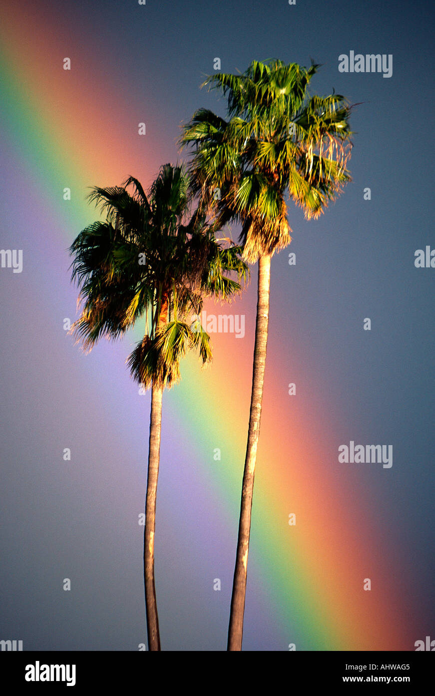 This is a rainbow crossing near two palm trees in California in the ...