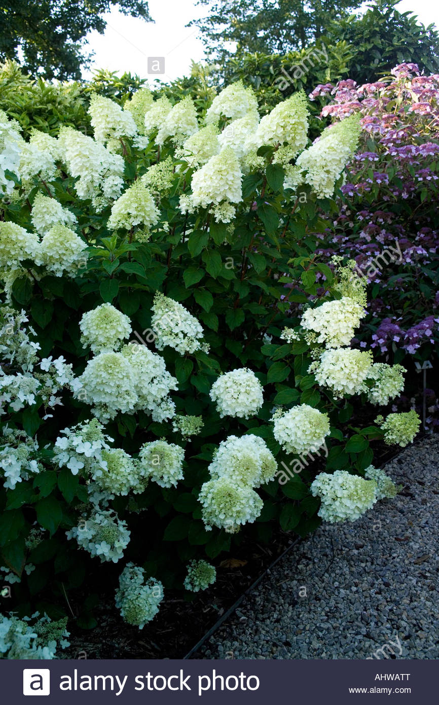 Hydrangea Paniculata Silver Dollar Stock Photos & Hydrangea Paniculata Silver Dollar Stock ...