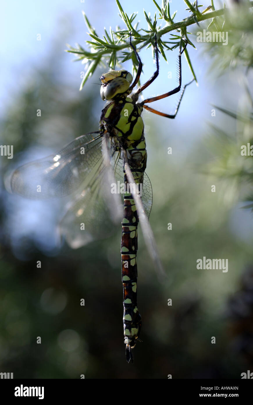 Southern Hawker Dragonfly Stock Photo - Alamy