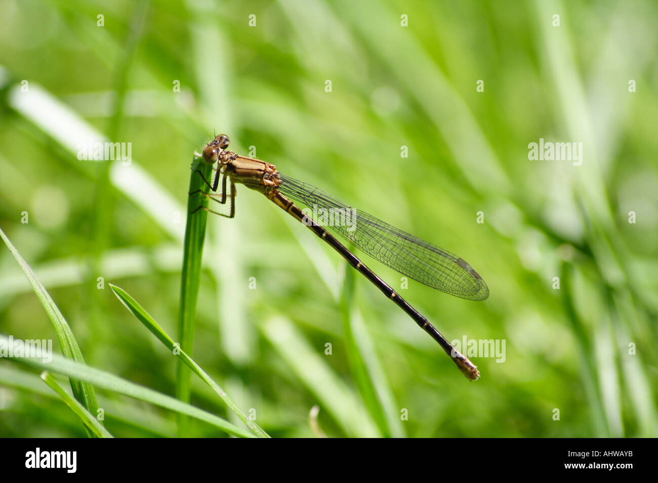 Illinois insect hi-res stock photography and images - Alamy