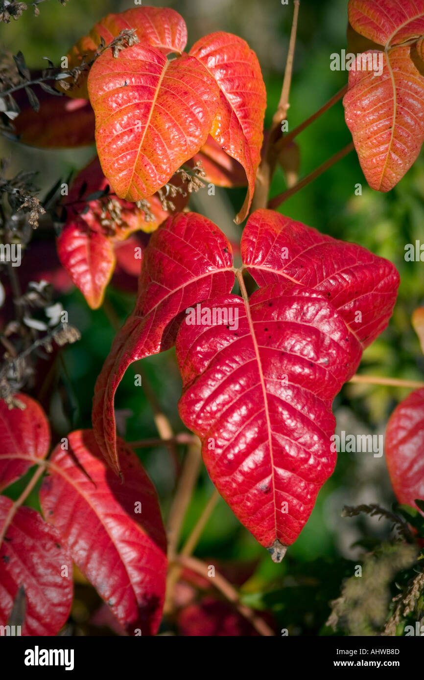 Poison ivy fall color hi-res stock photography and images - Alamy