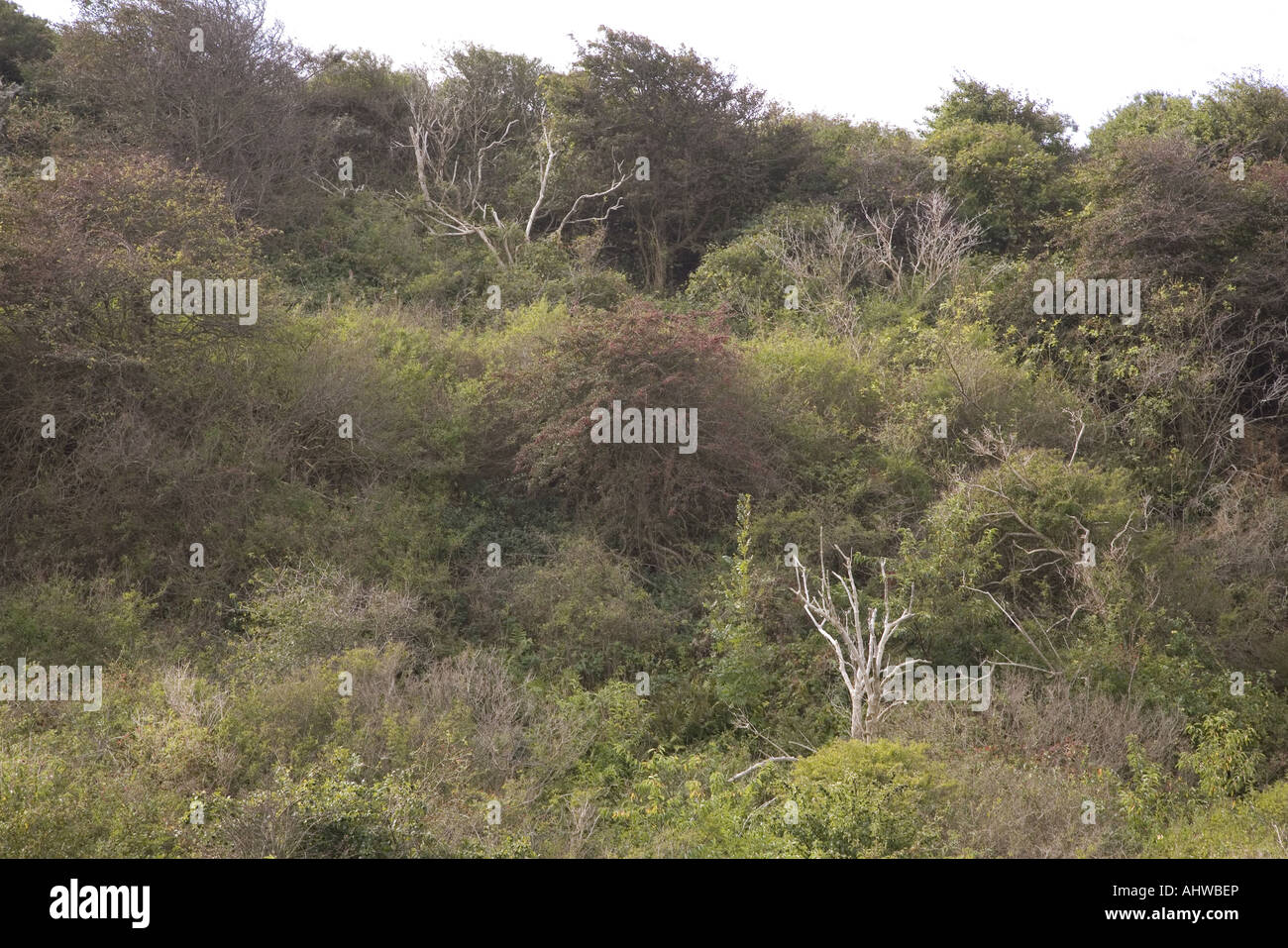 Bushes in the dunes of Burgh-Haamstede, Zealand, Netherlands Stock ...