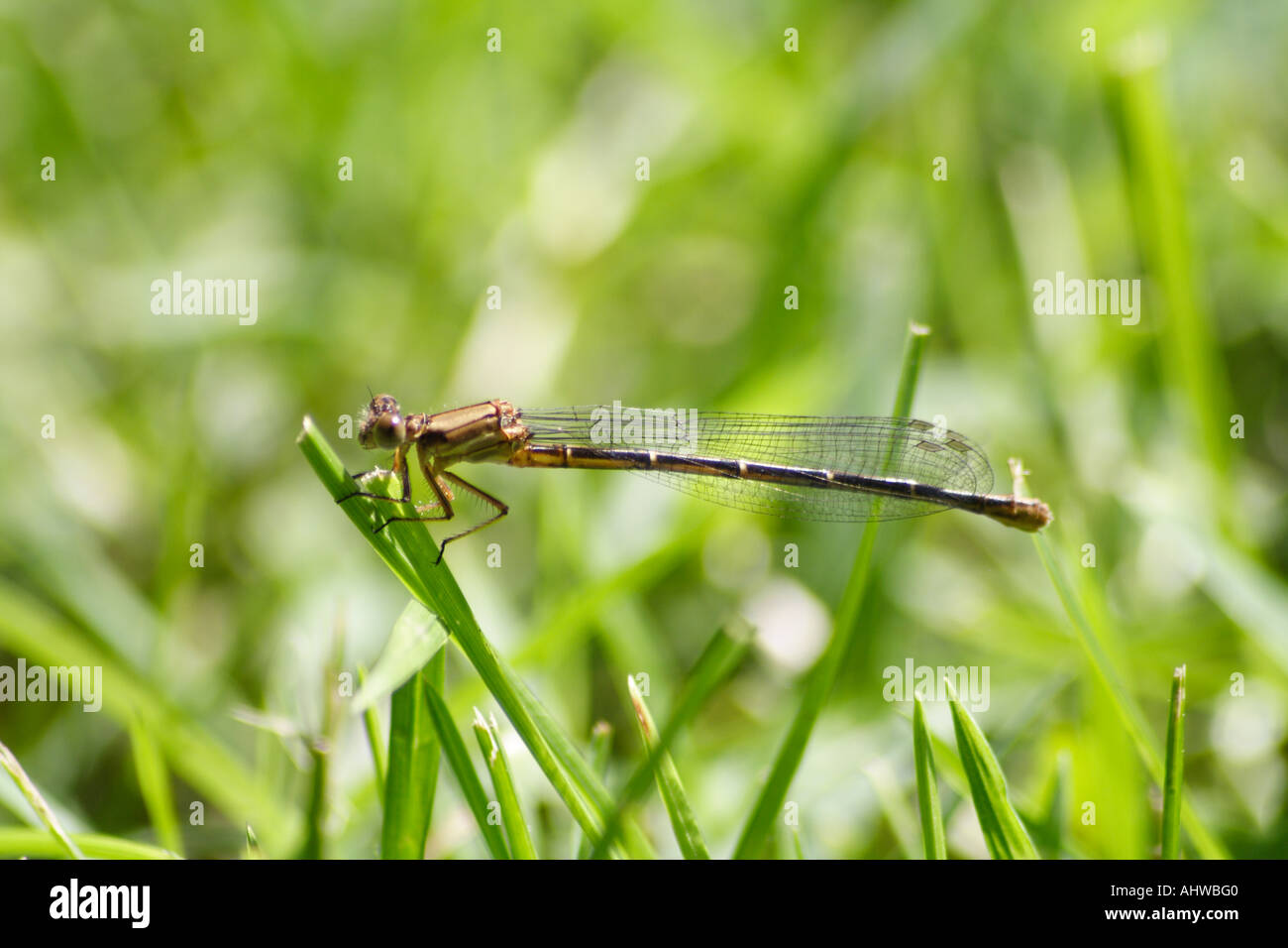 Illinois dragonfly hi-res stock photography and images - Alamy