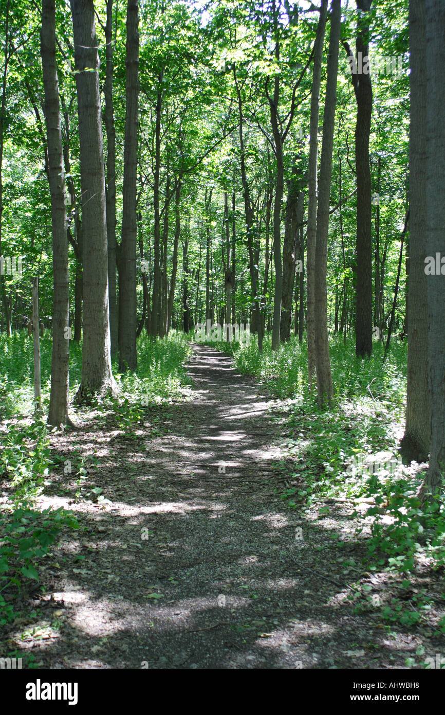 Path in the forest Stock Photo - Alamy