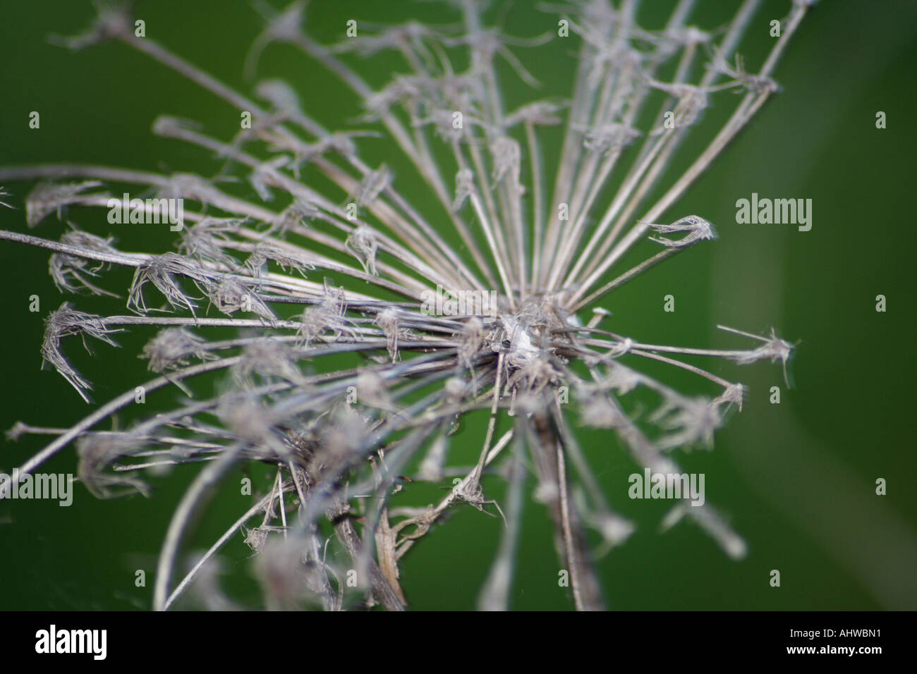 Dead flower hi-res stock photography and images - Alamy