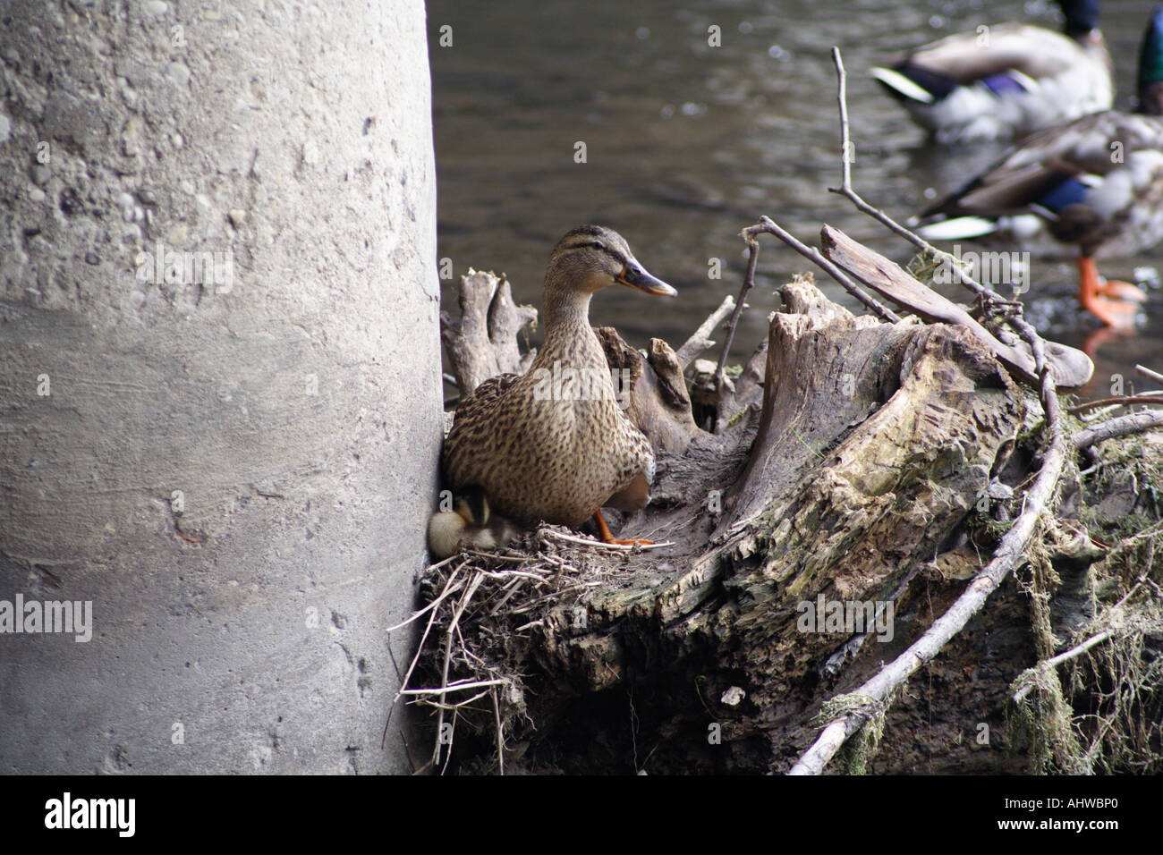 Bridge nest hi-res stock photography and images - Alamy