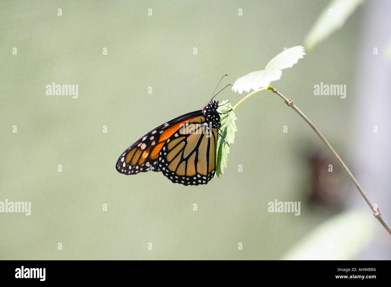 Monarch butterfly (Danaus plexippus Stock Photo - Alamy