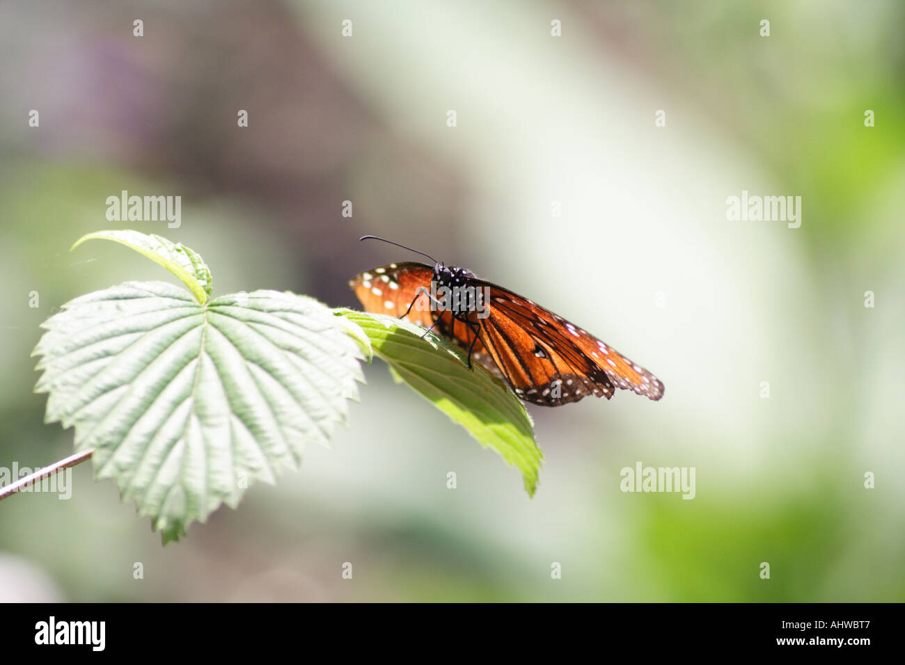 Monarch butterfly (Danaus plexippus Stock Photo - Alamy