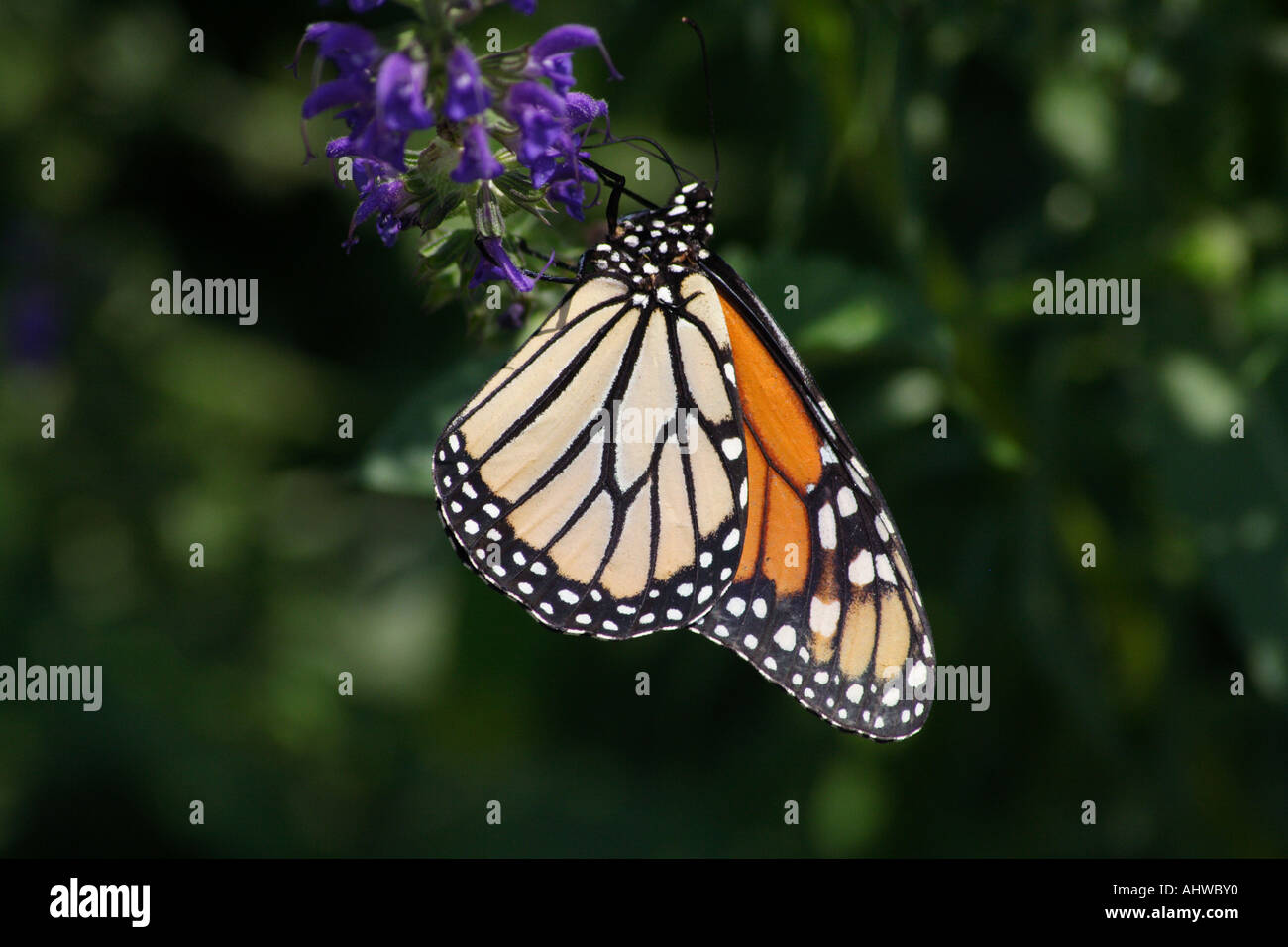 Monarch butterfly (Danaus plexippus Stock Photo - Alamy