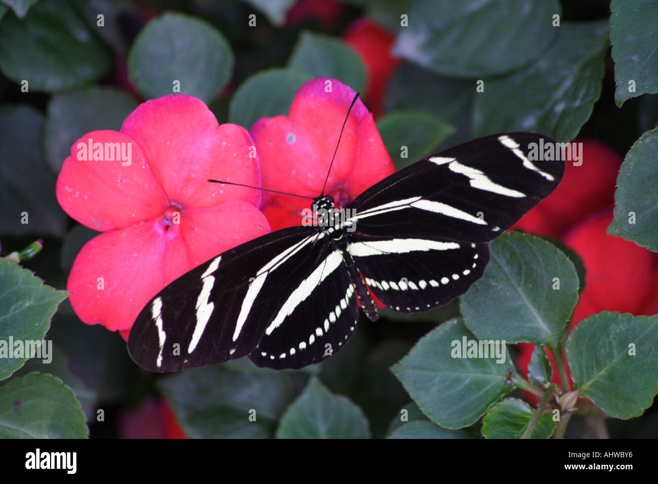 Heliconiinae insect hi-res stock photography and images - Alamy