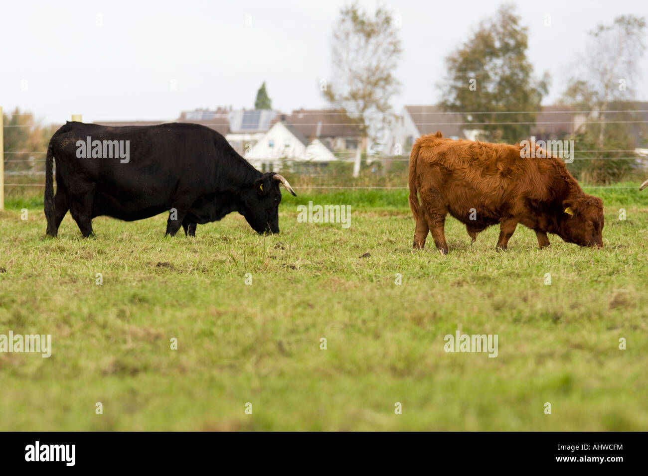 Dexter miniature cattle Stock Photo - Alamy