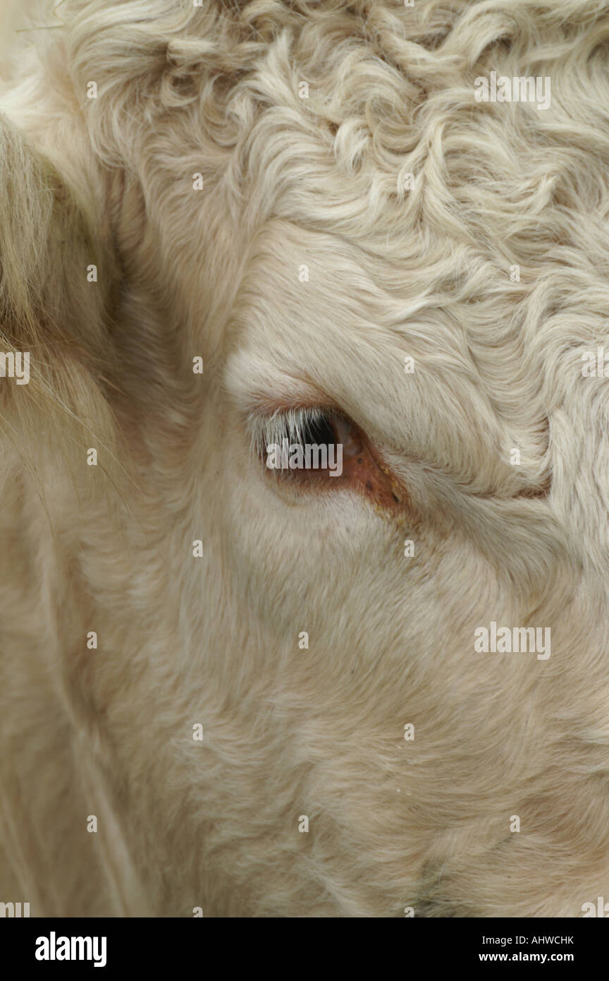 Eye of the Cow Stock Photo - Alamy