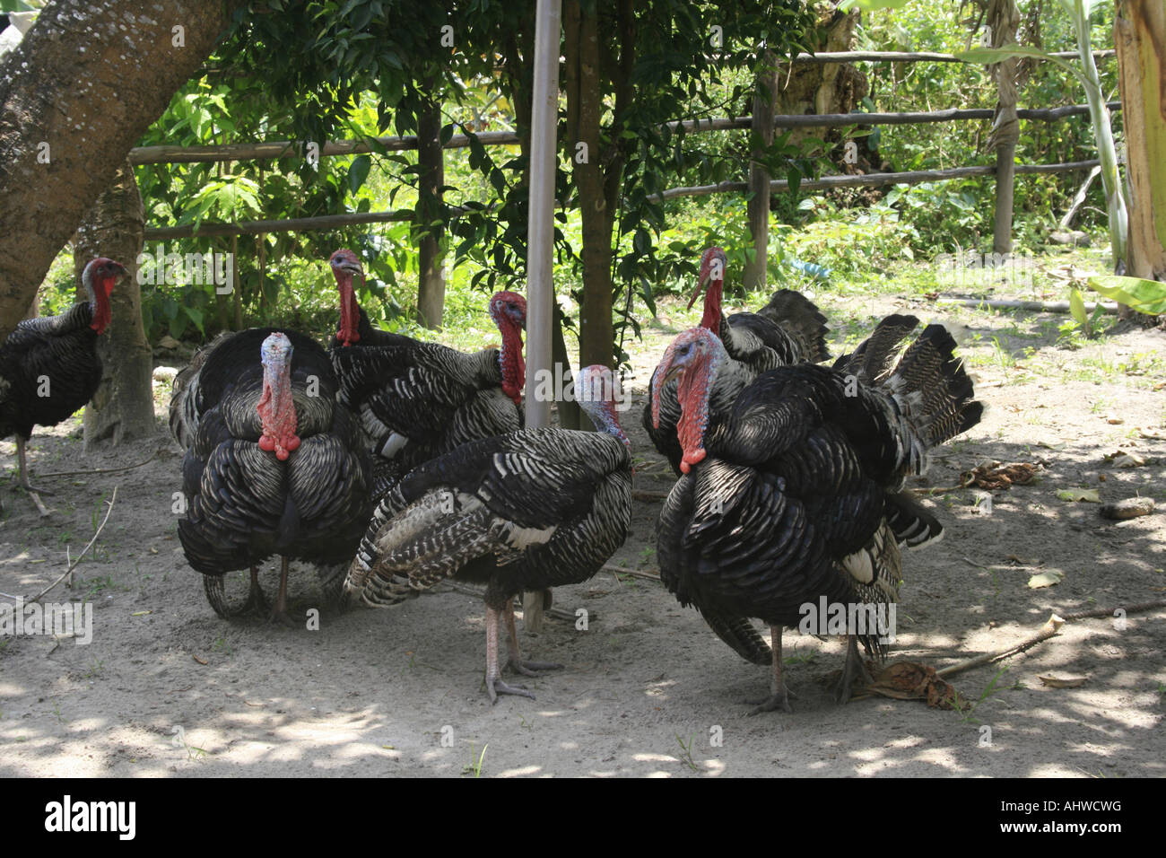 Free range turkeys roaming in the courtyard of a Brazilian farm ...