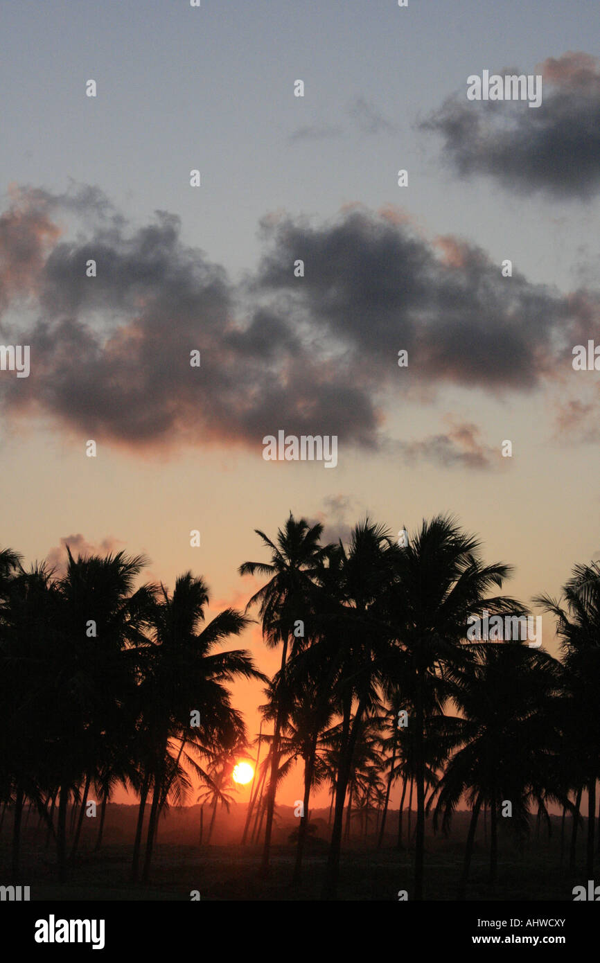 Sunset behind coconut trees trees near Praia do Forte, Salvador, Bahia ...