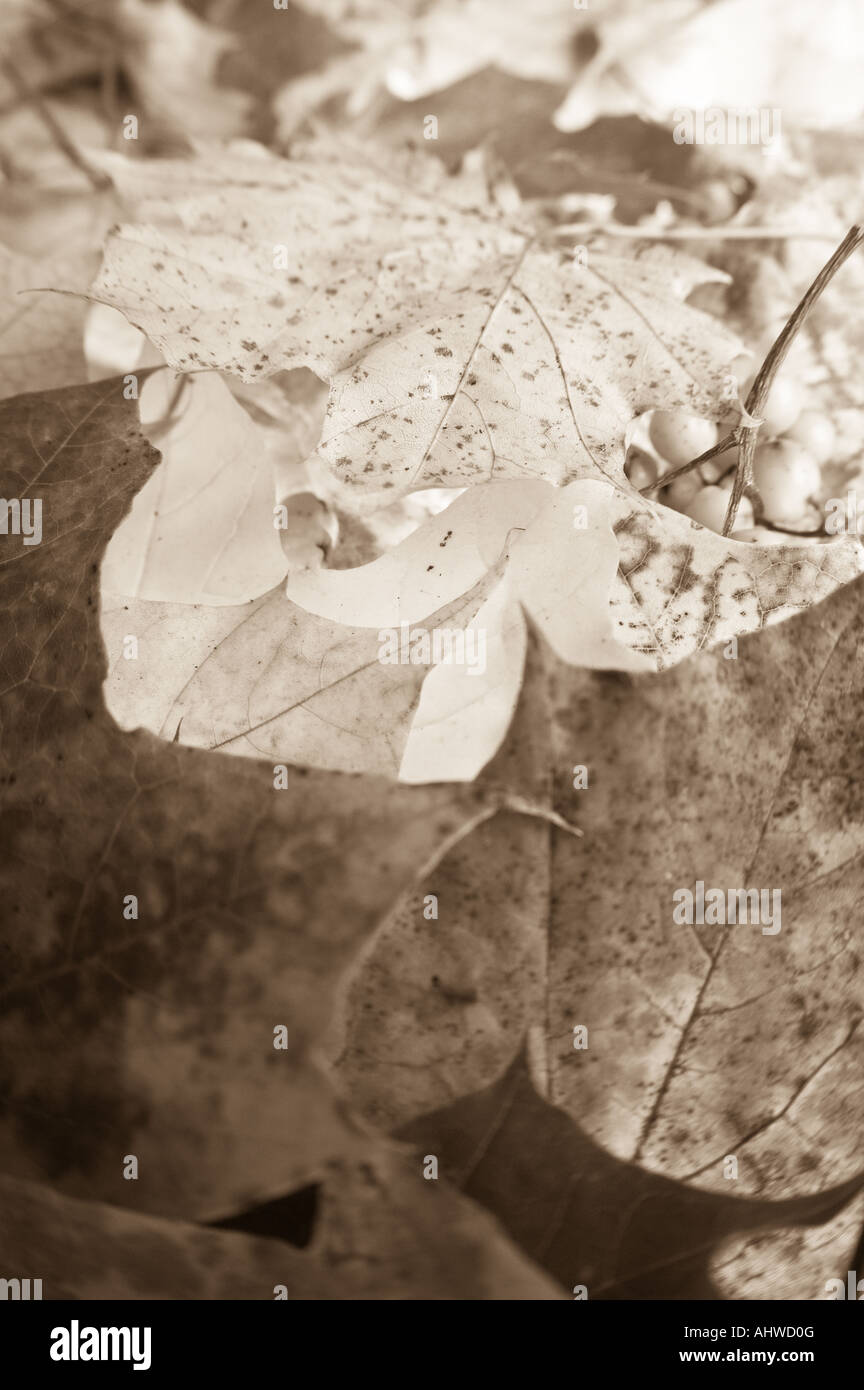 autum color colour dying leaf leaves maple Stock Photo - Alamy